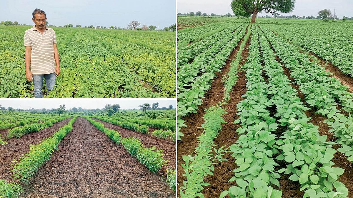 Intercropping System Agriculture | खारपाणपट्ट्यात पीक फेरपालट, आंतरपीक ...
