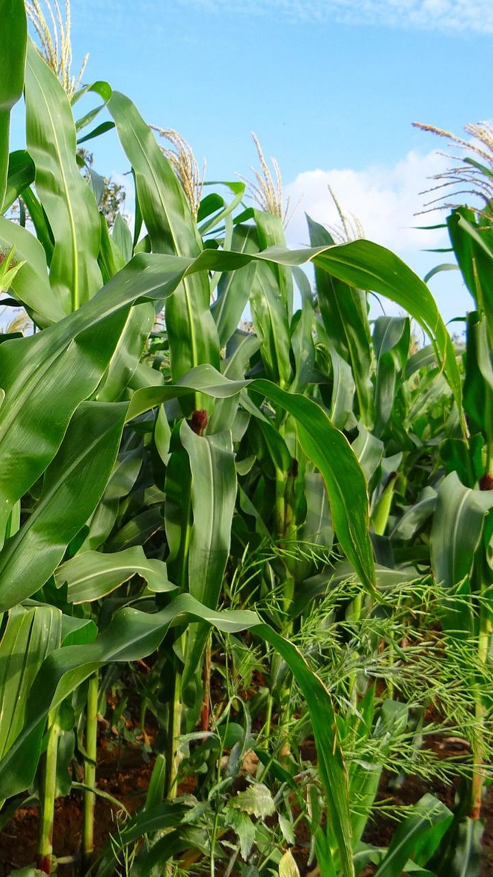 Maize Cultivation : चाऱ्यासाठी अशी करा मक्याची लागवड|Cultivation of ...