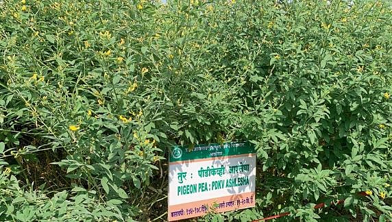 Tur Farming | तुरीच्या सुधारित वाणांची गुणवैशिष्ट्ये | Characteristics ...