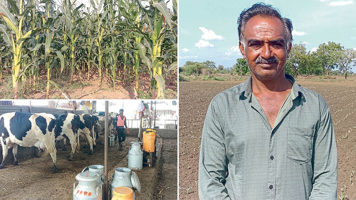 Maize Crop Farming | मका पिकात तयार केला हातखंडा | Success in the maize ...