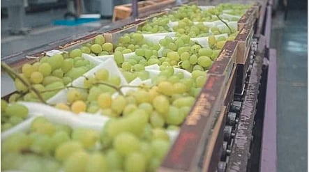 Grape Export । द्राक्ष निर्यातीच्या दिरंगाईमुळे निर्यातदार अडचणीत ...