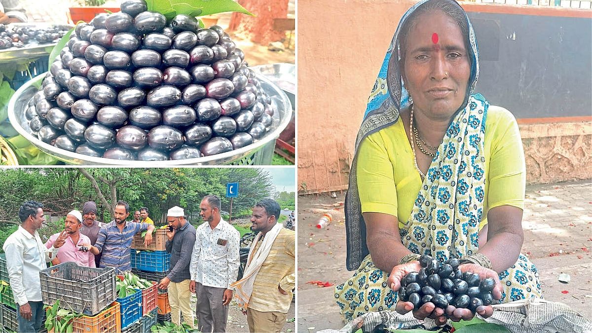 Jamun Season | जांभूळ पिकल्या झाडाखाली... | Jamun Season, article on ...