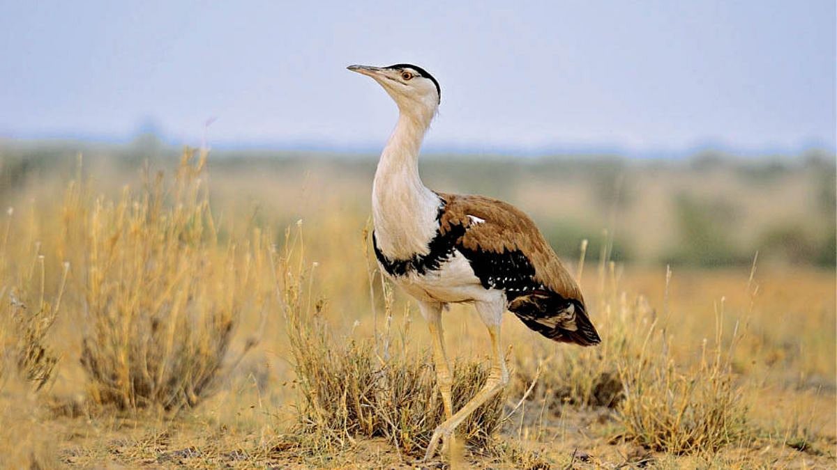Great Indian Bustard । नान्नज माळढोक अभयारण्य क्षेत्रात पुन्हा आग ...