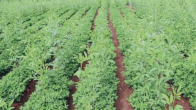 Tur Cultivation in Maharashtra| तूर लागवडीसाठी वाण निवड | Selection of ...
