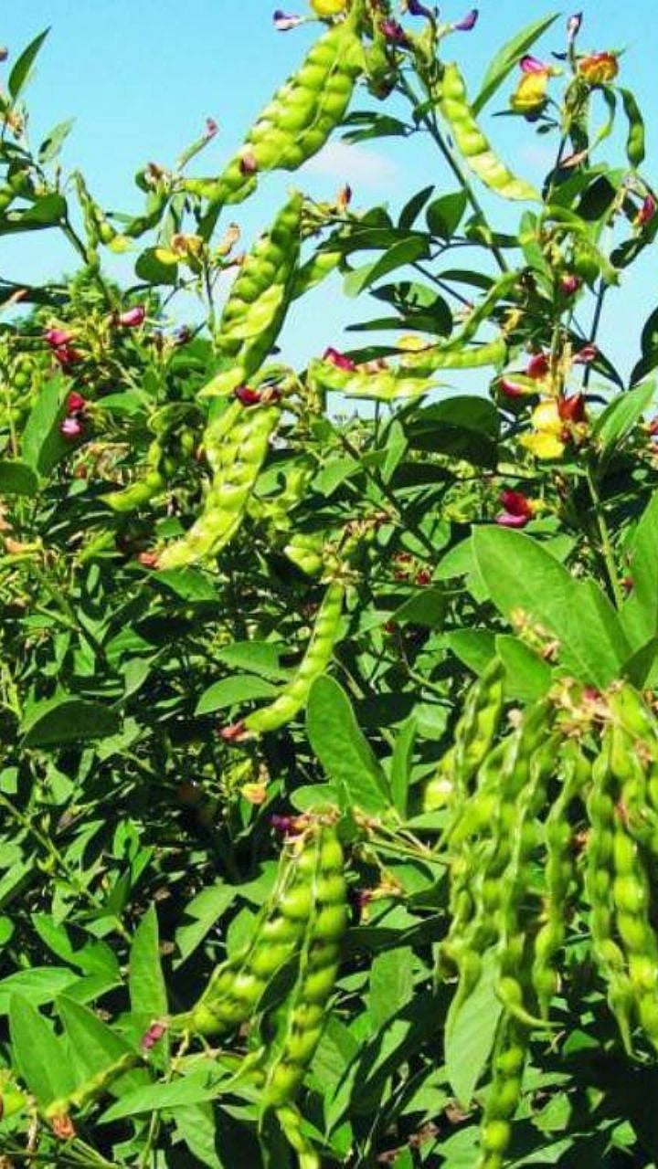 Tur Crop Management : भरघोस उत्पादनासाठी अशी करा तुरीची छाटणी|Prune ...