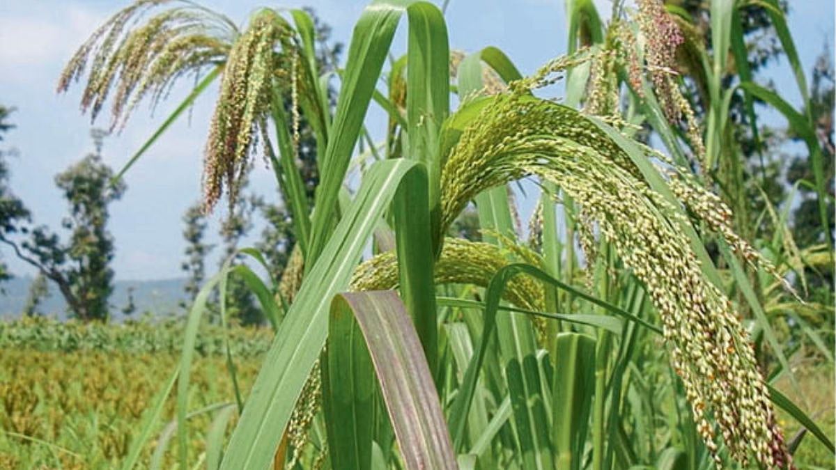 Healthy Varai | आरोग्यदायी वरईची लागवड | Cultivation of healthy Varai ...