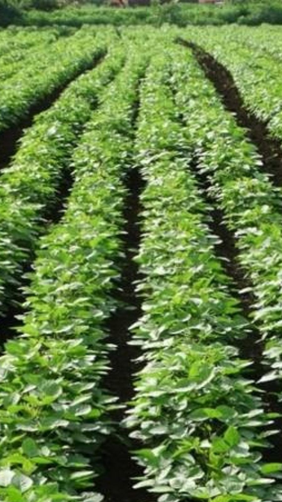 Soybean BBF Sowing : रुंद वरंबा सरी लागवड तंत्राने सोयाबीन लागवडीचे ...