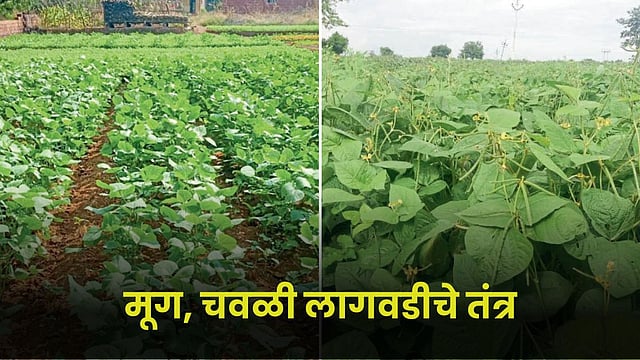 Agriculture Cultivation | मूग, चवळी लागवडीचे तंत्र | Cultivation ...