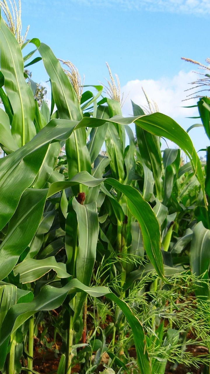 Maize Fodder : जनावरांसाठीचा मक्याचा चारा कसा लावायचा?|How to plant ...