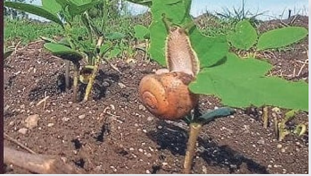 Snail Control । शास्त्रज्ञांचा सल्ला डावलून ‘मेटाल्डीहाइड’ची खरेदी ...