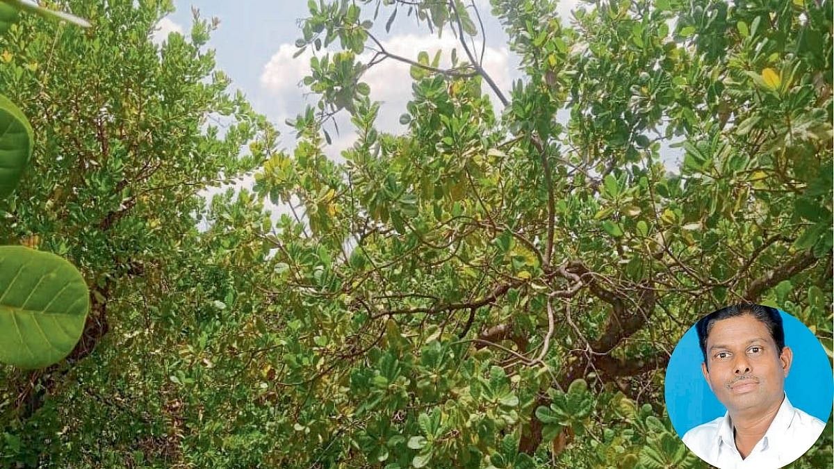 Cashew Orchard | काजू बागेत स्वच्छतेसह मशागतीच्या कामांवर भर | Emphasis ...