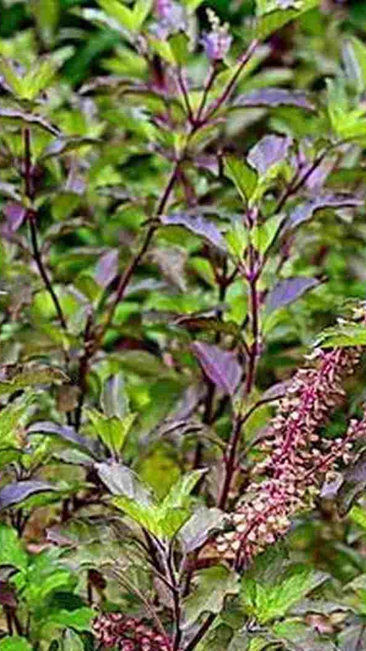 Tulsi Farming : कशी होते तुळशीची व्यावसायिक शेती|How is the commercial ...