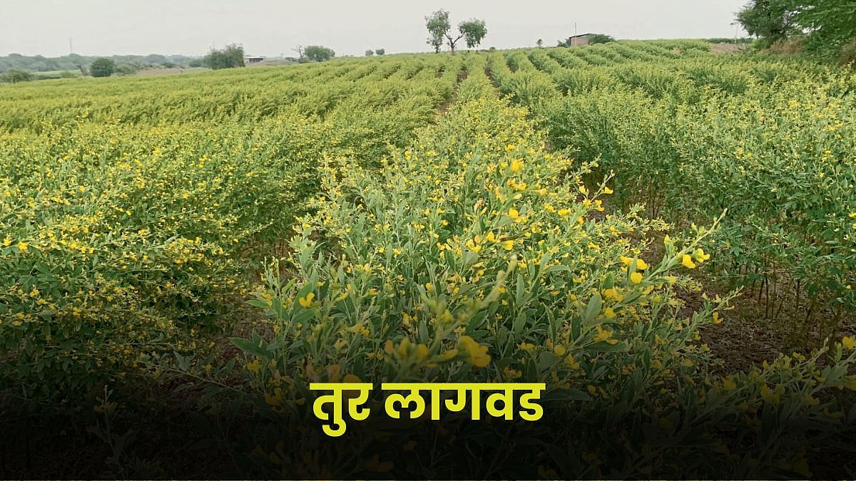 Tur Farming | तूर पिकात आंतरमशागतीवर द्या भर | Emphasis on ...