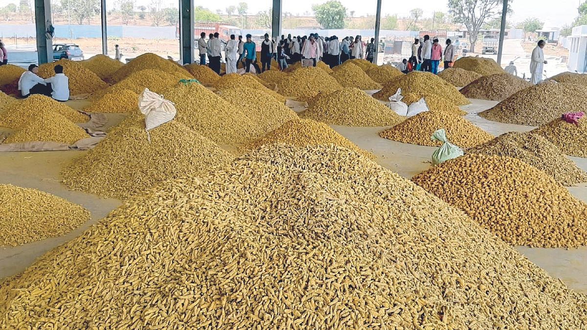 Turmeric Market । देशातील हळद विक्रीचा हंगाम आटोपल्यात जमा । The season ...