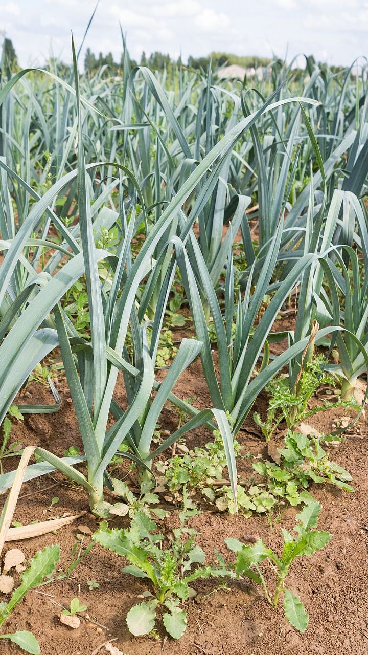 Leek Exotic Vegetable : कांद्यासारखी दिसणारी परदेशी भाजी लीक|Leek is a ...