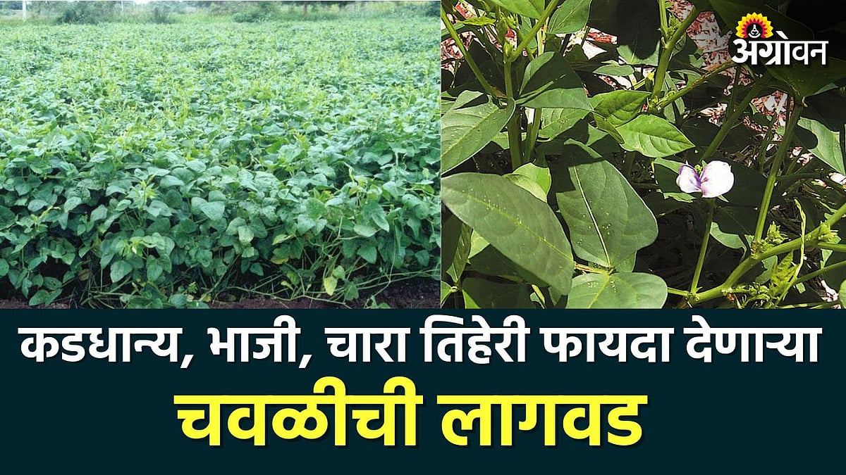 Chavali Variety: चवळीचे सुधारित वाण कोणते?