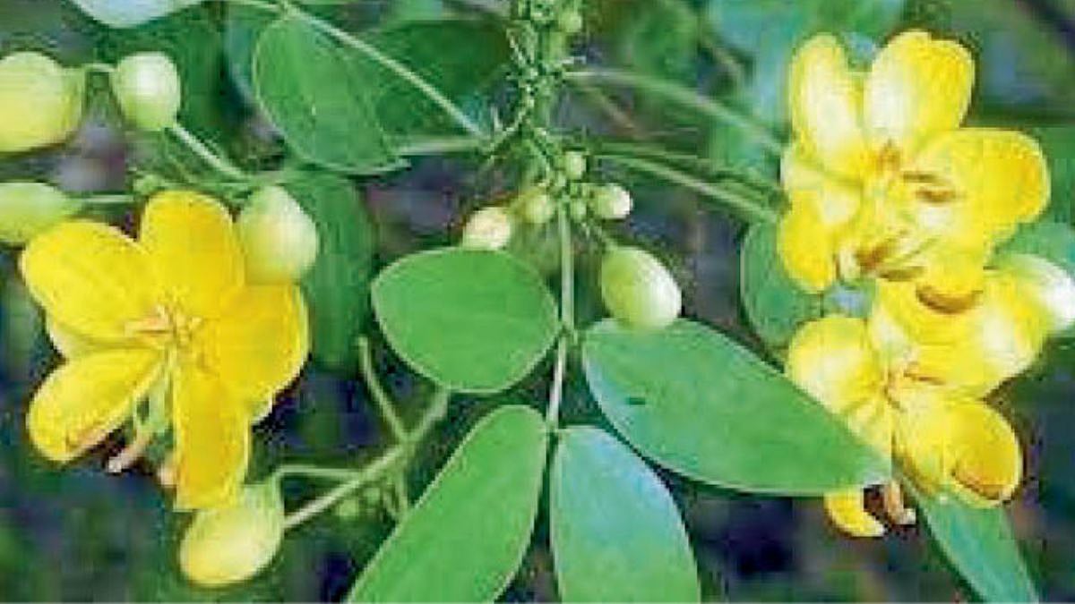 Medicinal Herbs | औषधी रानभाजी : टाकळा | Medicinal herbs: Takla ...