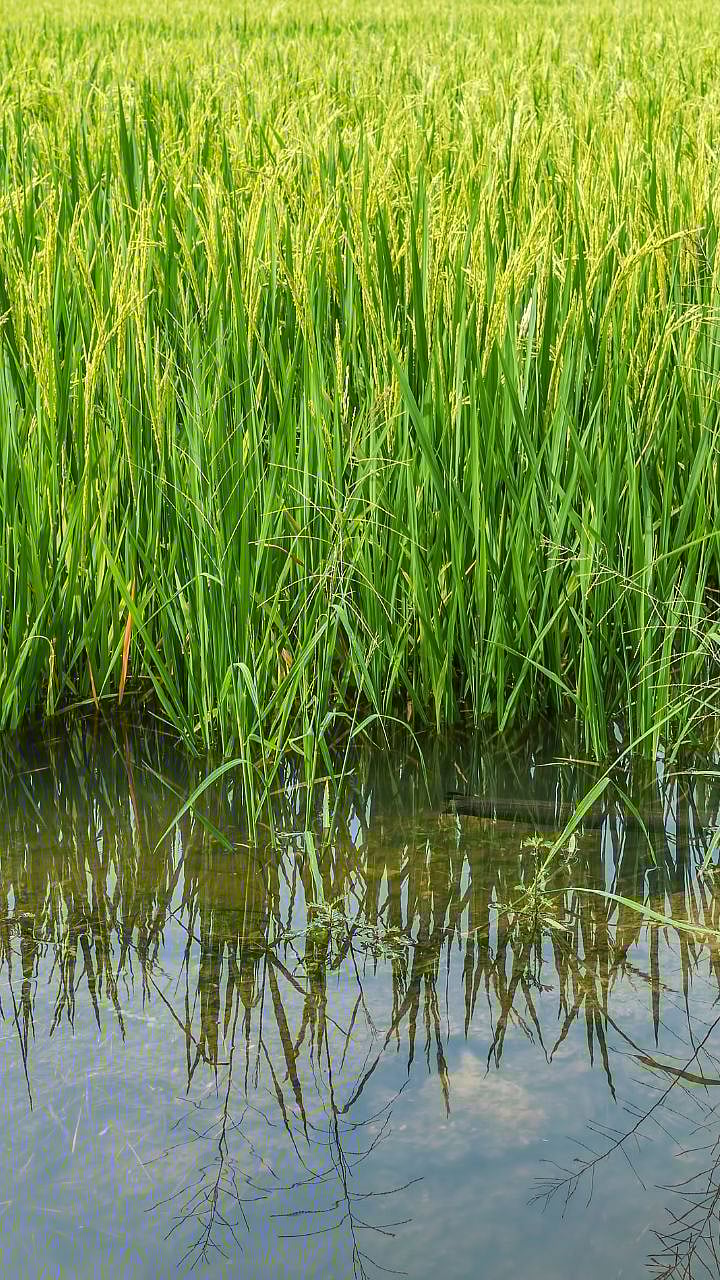 Paddy Fish Farming : भातशेतीत मत्स्यशेती करण्याचे फायदे |Advantages of ...