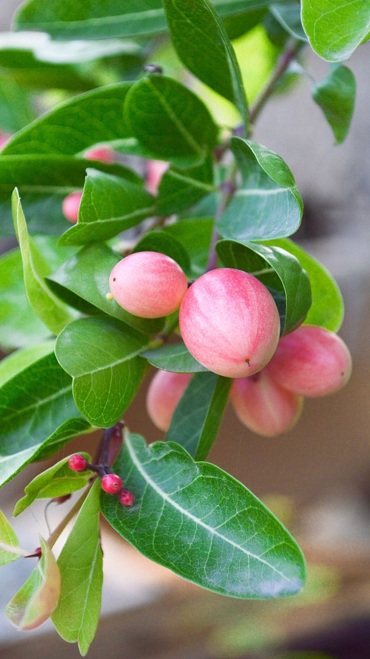Karvand Cultivation : शेताभोवती कुंपण म्हणून लागवड करा करवंदाची|Plant ...