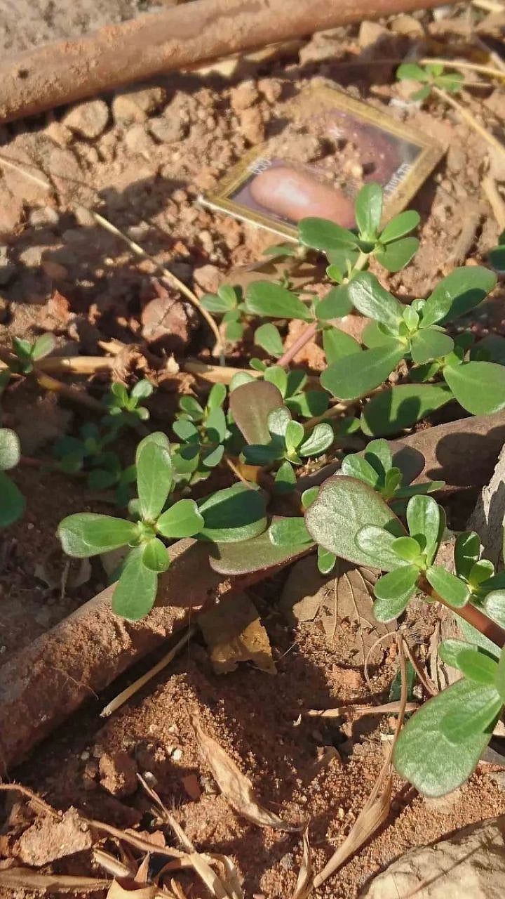 Ghol Wild Vegetables : घोळ रान भाजी खाल्ल्याने शरिरात होणार नाही घोळ ...