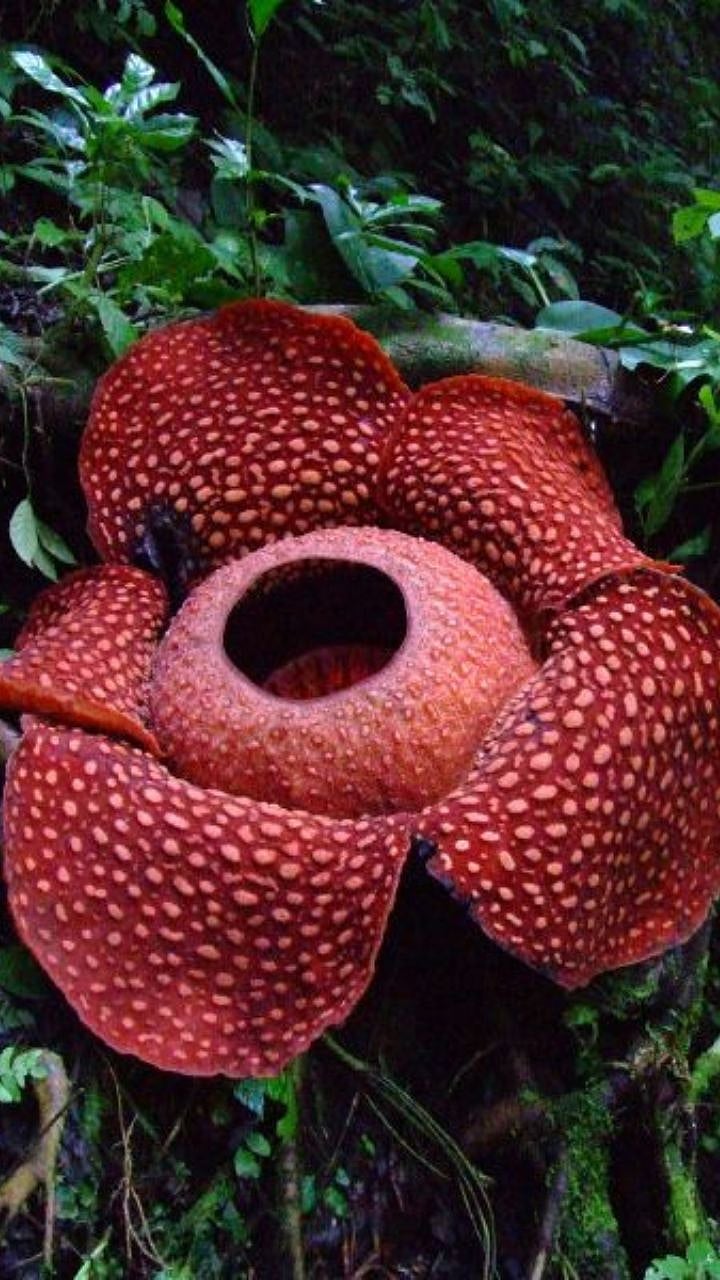 Biggest Flower । जगातलं सर्वात मोठं फूल ; सडक्या मांसासारखा येता वास ...