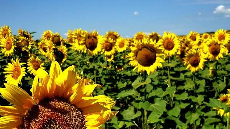 Sunflower Sowing । कृषी विभागाकडून ३०० हेक्टरवर सूर्यफूल प्रकल्प ...