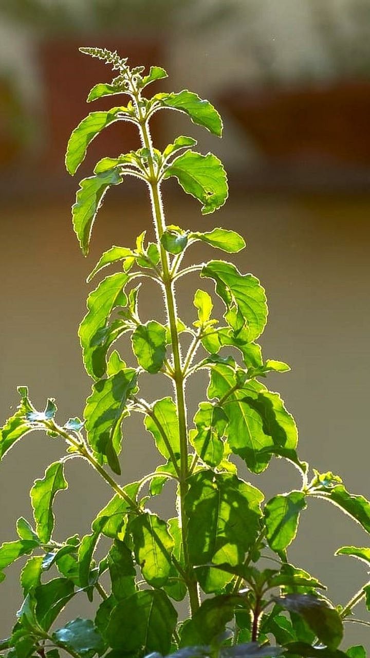 Tulsi Leaves Benefits : दररोज एक तुळशीचं पान खा अन् पहा कमाल|benefits ...