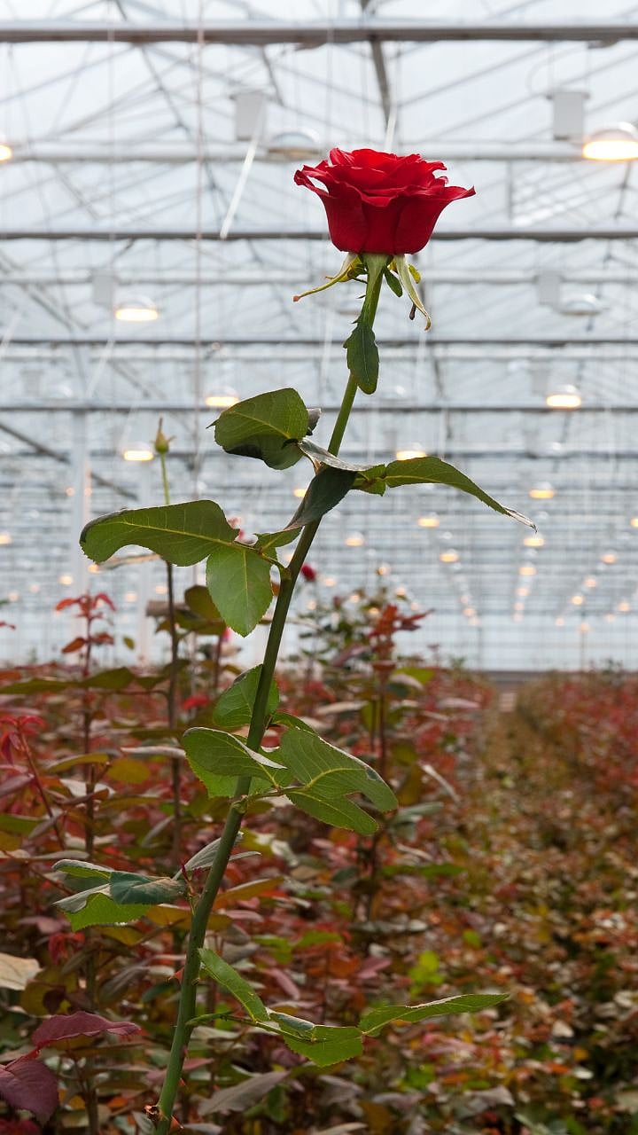 Polyhouse Rose Farming : हरितगृहातील गुलाब लागवड फायदेशीर होण्यासाठी ...