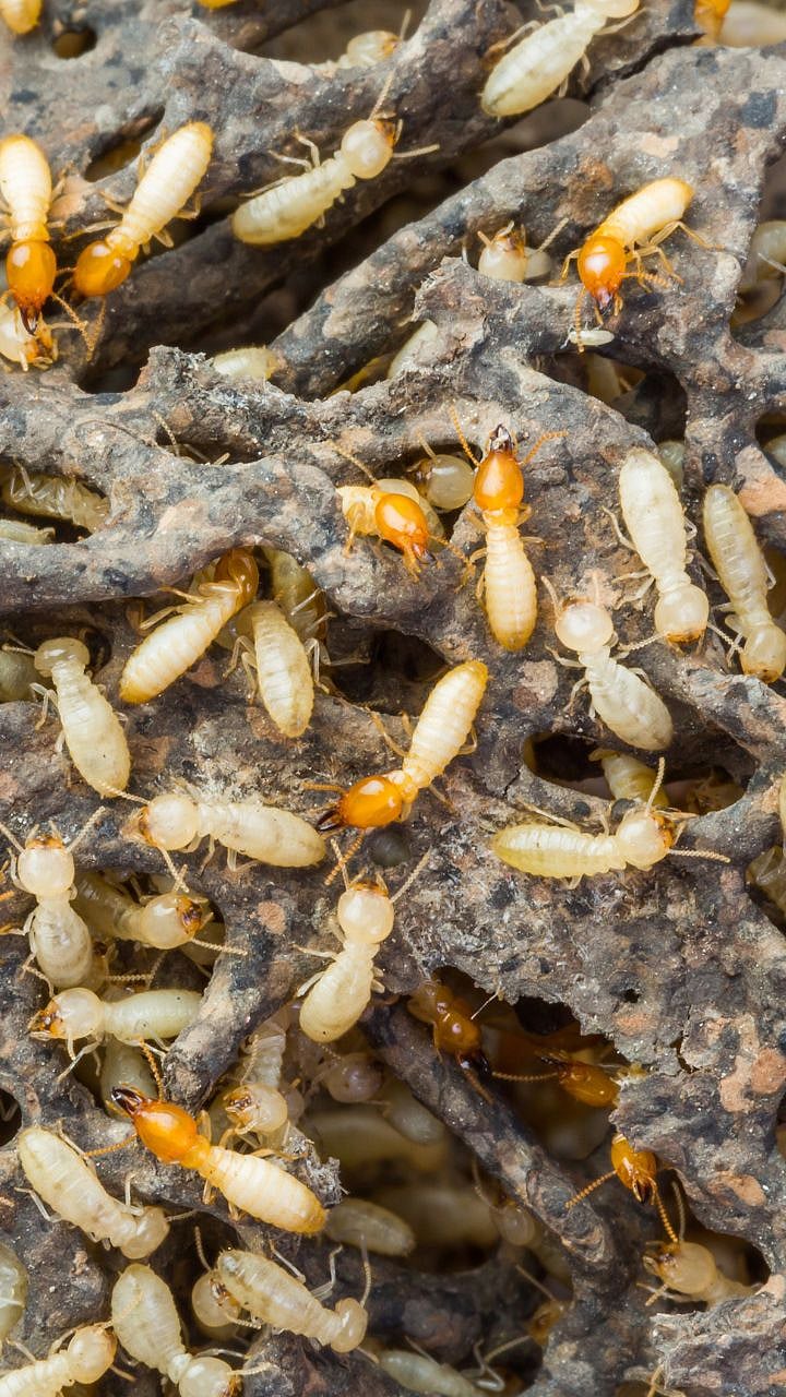 Termite Control : पिकांची मुळे कुरतडणाऱ्या वाळवीचं नियंत्रण