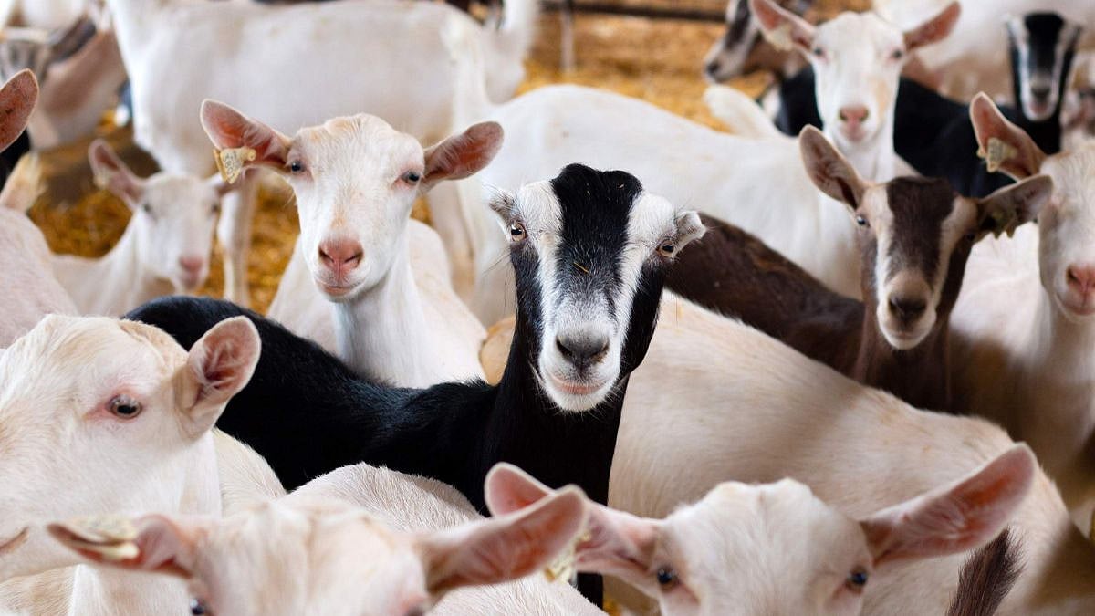 Goat Rearing | दुग्धोत्पादनासाठी शेळीपालनाचा करा गांभीर्याने विचार ...