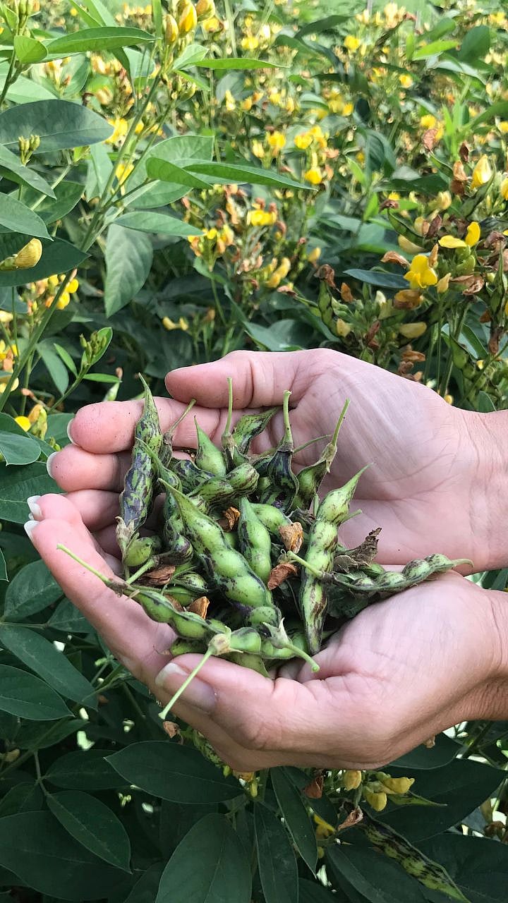 Tur Variety । तुरीचे पहिलेच संकरित वाण विकसित । First hybrid variety of ...
