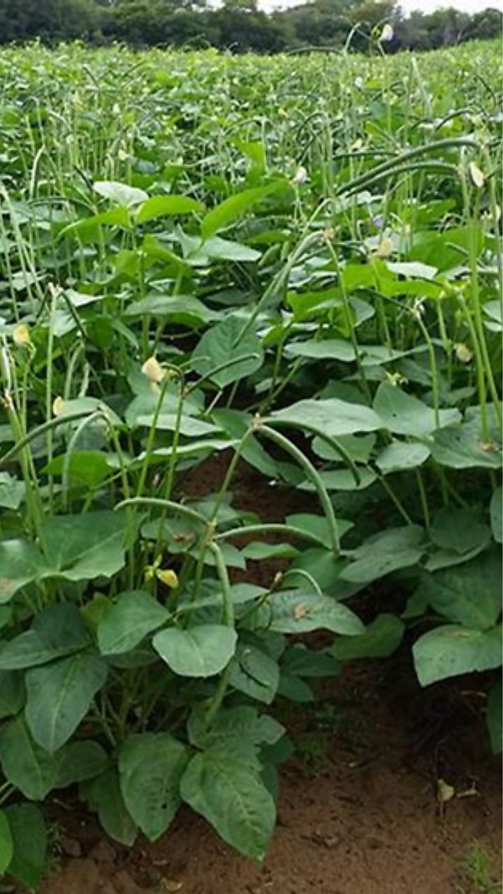 Chavali Fodder : लवकर वाढणारे, पौष्टिक आणि चवदार चारा पीक : चवळी ...