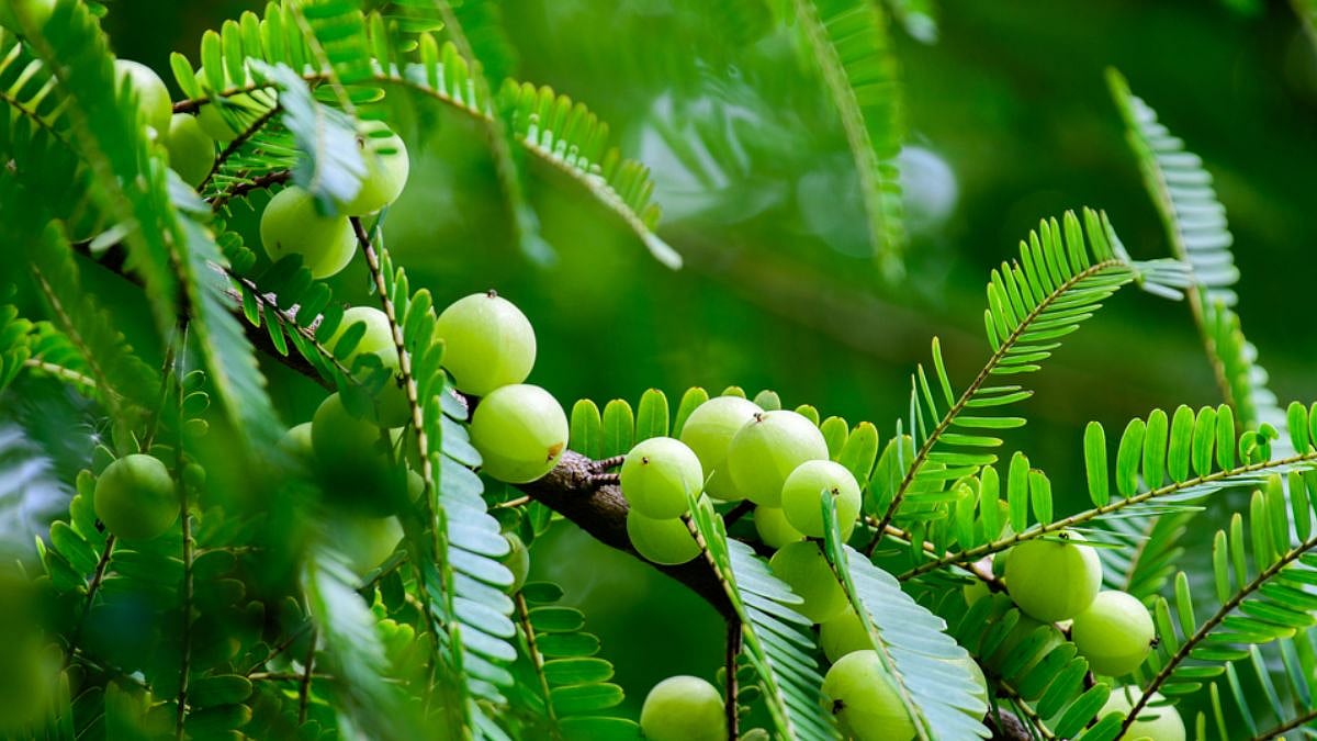 Aonla Farming in Maharashtra: कोरडवाहू जमिनीत, कमी पाण्यात होणारी आवळा ...