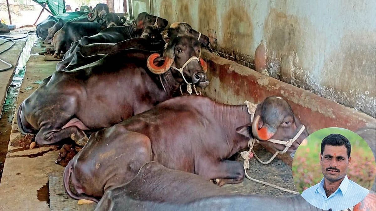 Animal Husbandry : म्हशींच्या संगोपनात खाद्य, आरोग्य व्यवस्थापनावर भर | Emphasis on feed, health ...