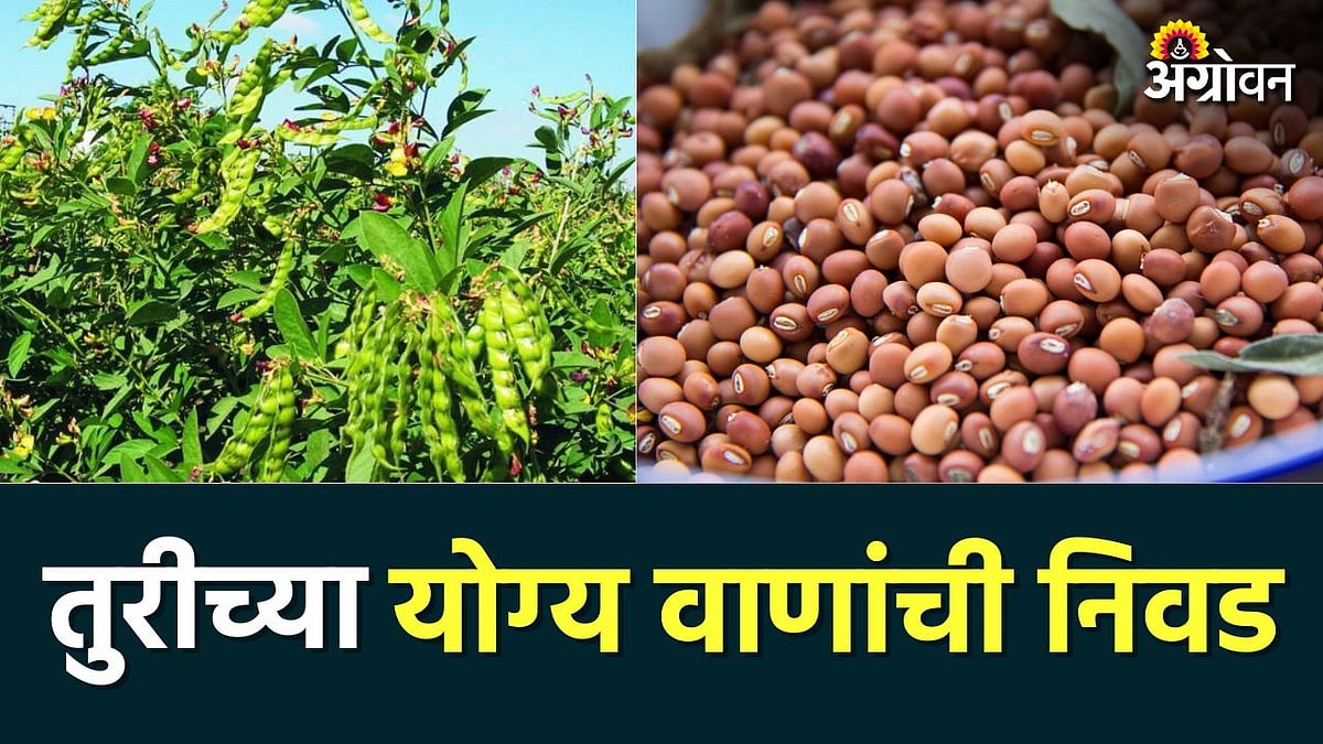 Tur Crop: तुरीच्या विविध वाणांची माहिती