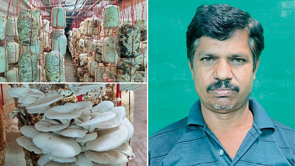 Mushroom Business | अळिंबीची उत्पादन ते पुरवठा साखळी | Production to ...