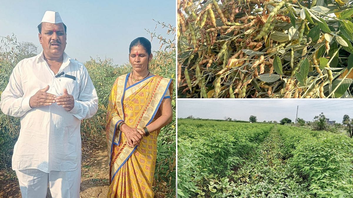 Tur Farming | सुधारित पद्धतीने तुरीचे यशस्वी उत्पादन | Successful ...