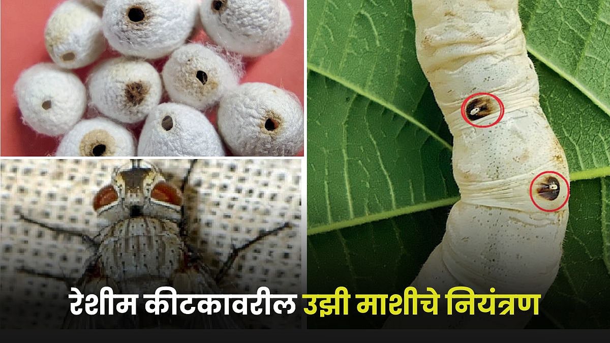 Silk Worm Pest | रेशीम कीटकावरील उझी माशीचे नियंत्रण | Uzi fly control ...