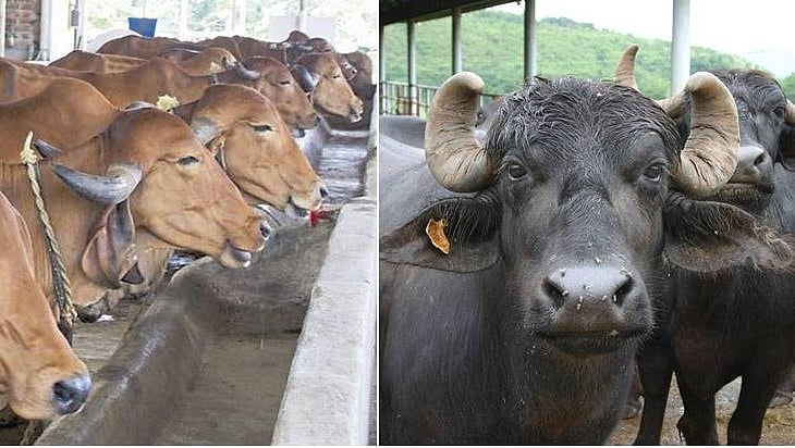 Gokul Milk Kolhapur : जनावरांवर होणार आयुर्वेदिक उपचार, ‘गोकुळ’चा हर्बल ...