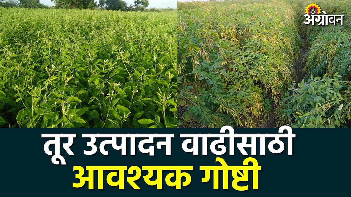 Tur Crop: A technique of filling gaps in a tur crop row