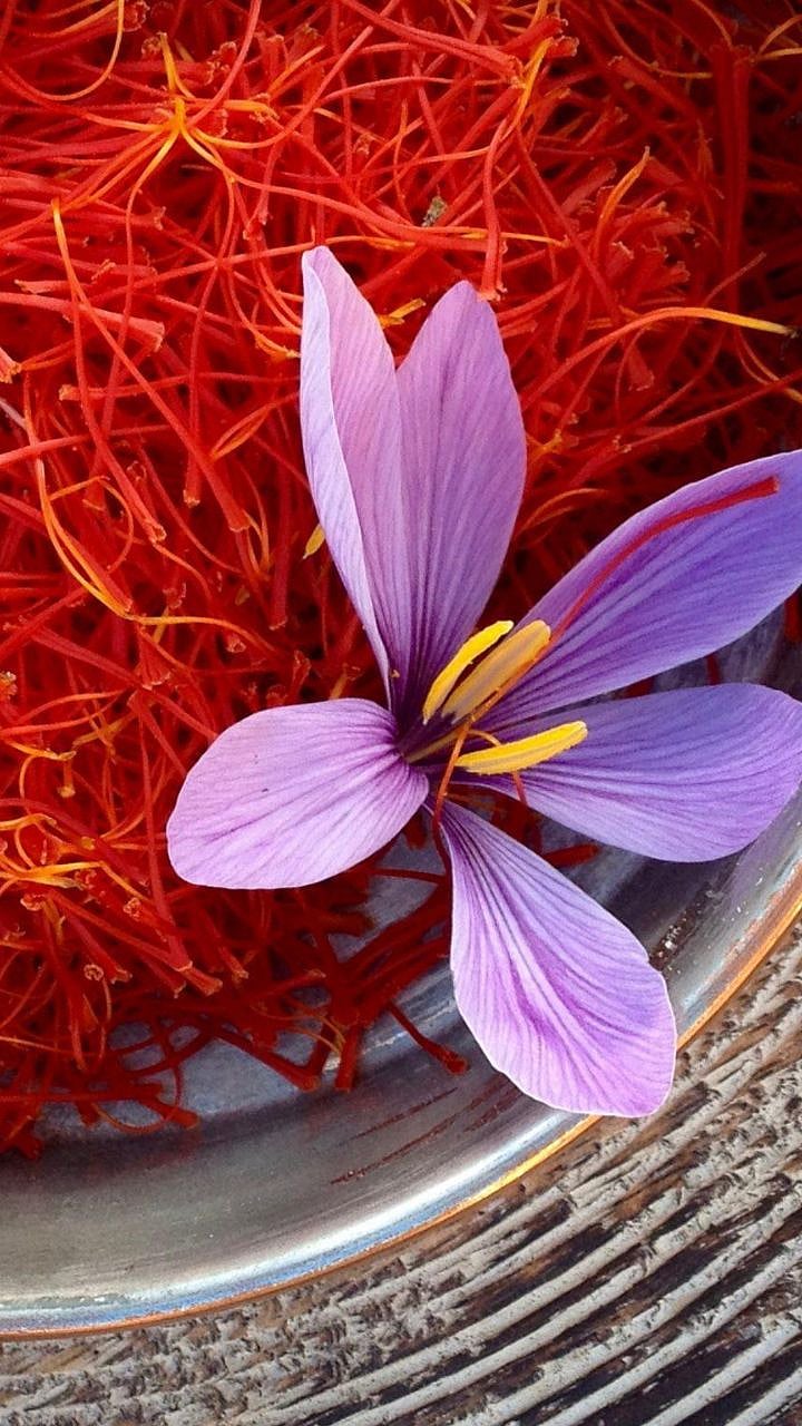 Saffron Health Benefits । केसरमुळे मानसिक आरोग्यासह मूडही राहील फ्रेश ...