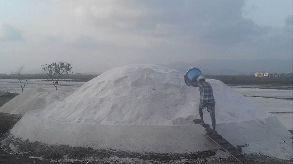 Paddy Farming । भातशेती, मीठ उत्पादन धोक्यात । Paddy cultivation, salt ...