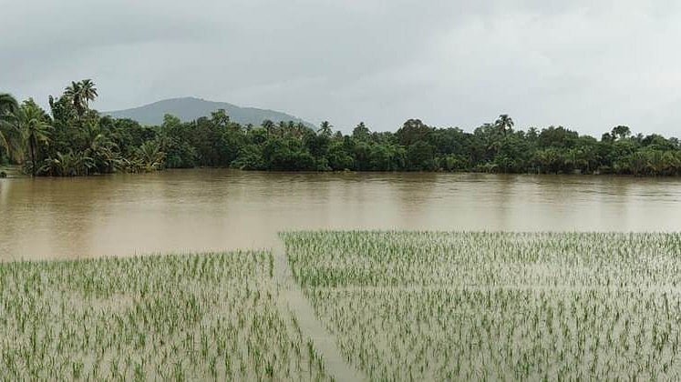 Crop Damage | राज्यात ६८ हजार हेक्टर पिके नष्ट; पंचनामे सुरू | Crops ...
