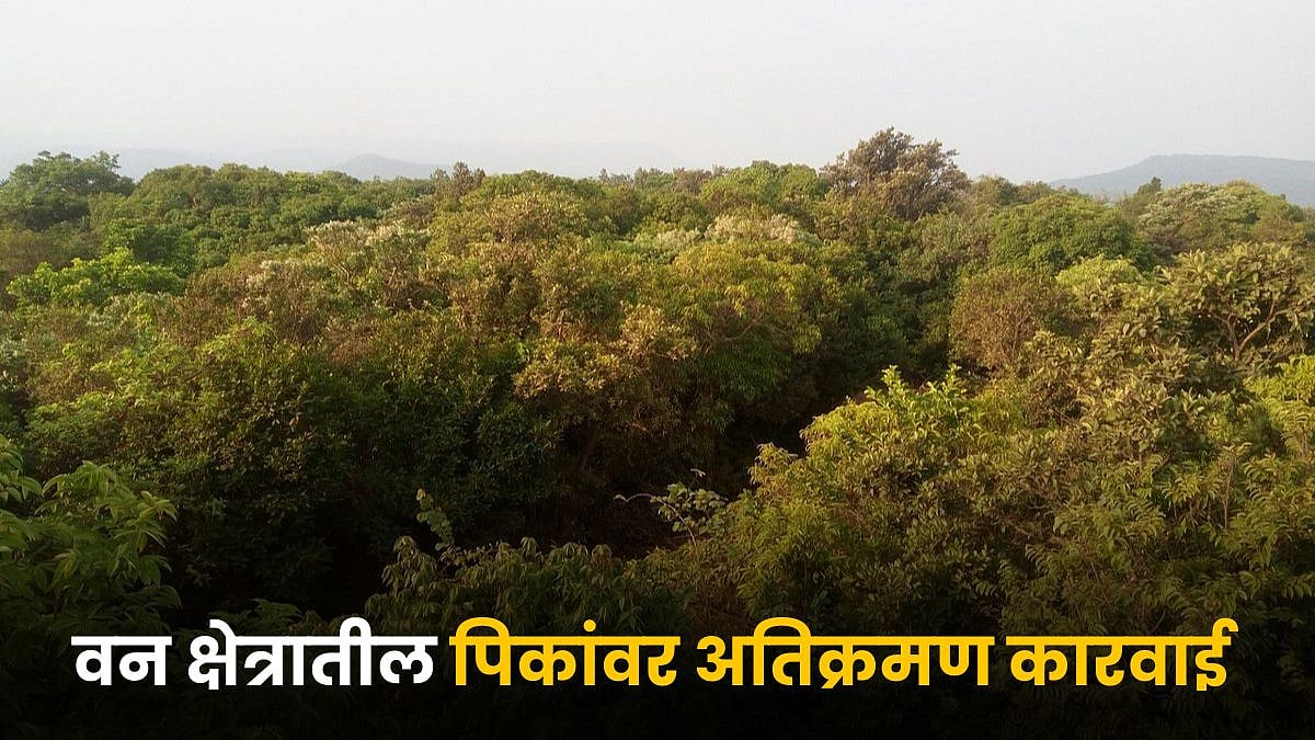 Forest Encroachment | वन क्षेत्रातील पिकांचे अतिक्रमण काढण्याची कारवाई ...