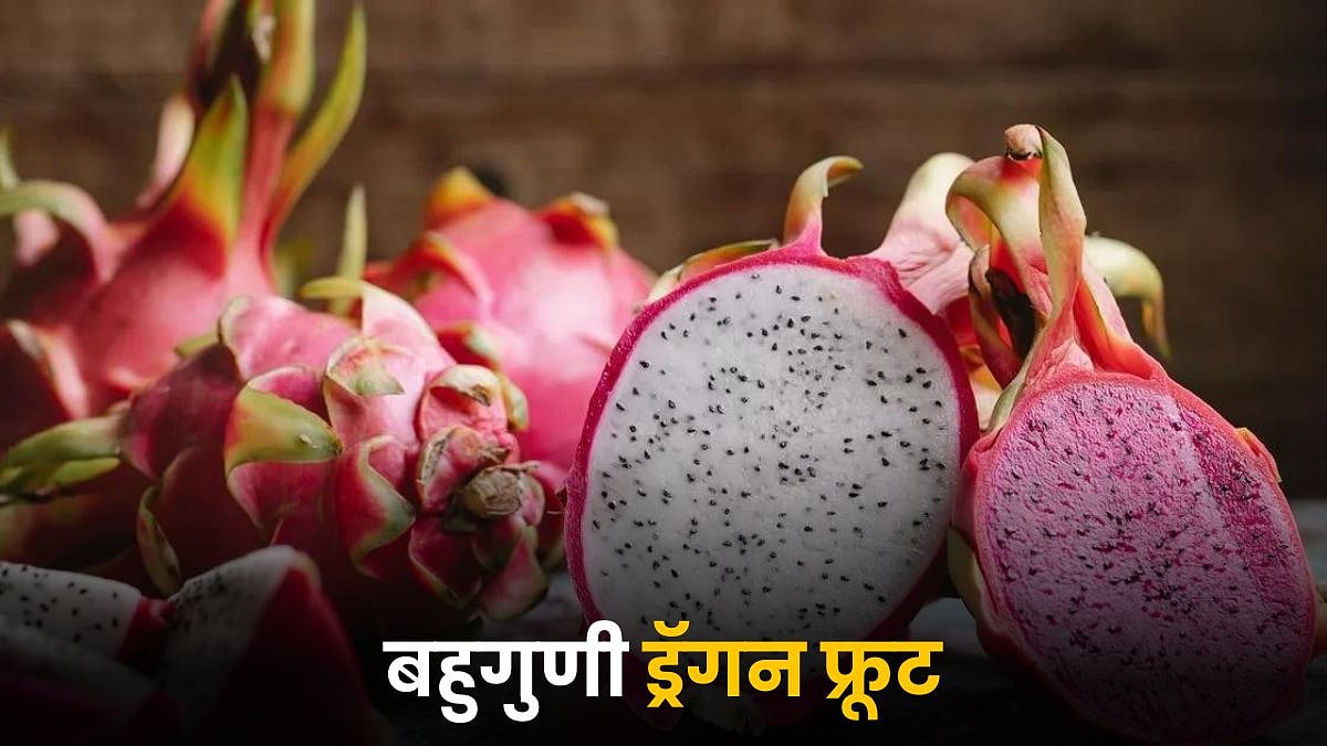 Dragon Fruit | बहुगुणी ड्रॅगन फ्रूट | Multipurpose Dragon Fruit ...