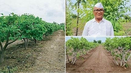 Fruit Crop Farming | तेंडोळीच्या वानखडे यांनी धरली फळबागांची कास | The ...