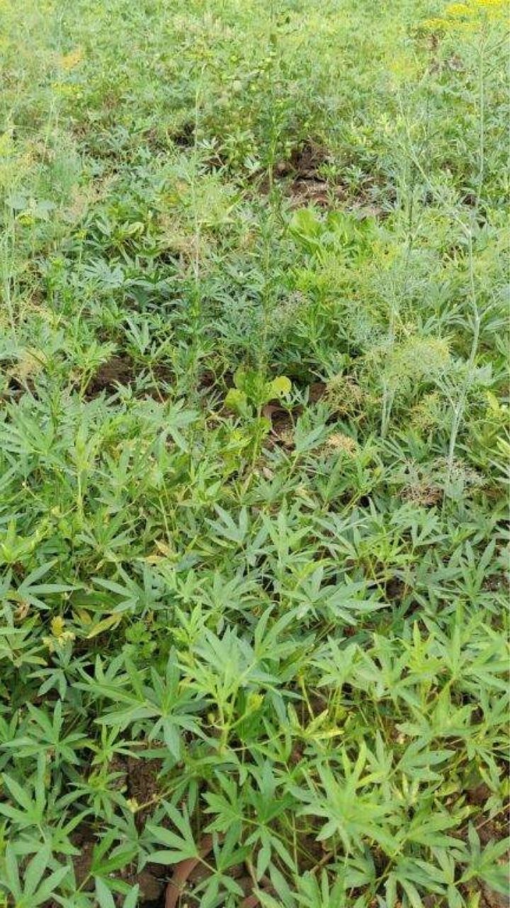 Mataki Cultivation : असे आहे आरोग्यदायी, पौष्टिक मटकी लागवडीचे तंत्र ...