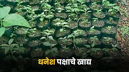 Dhanesh Bird Conservation | धनेश संवर्धनासाठी देवरूखमध्ये फुलतेय ...