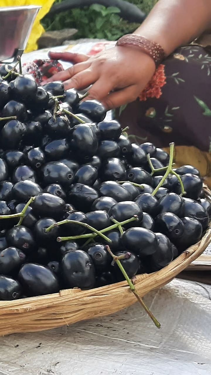 Eating Jamun : पावसाळ्यात जांभूळ खाणे योग्य की आयोग्य?|Health Benefits ...