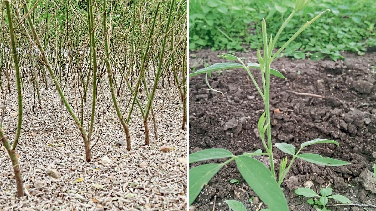 Tur Farming | तूर उत्पादकता वाढीसाठी महत्त्वाची सूत्रे | Important ...